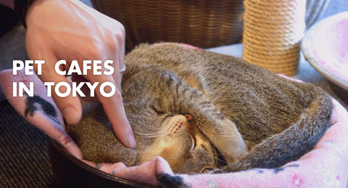 Pet Cafes in Tokyo