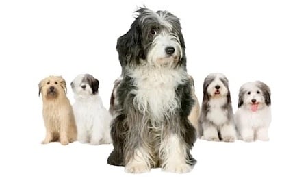 Complete Guide to Flying with Dogs | Starwood Pet Travel