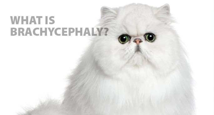What is Brachycephaly?