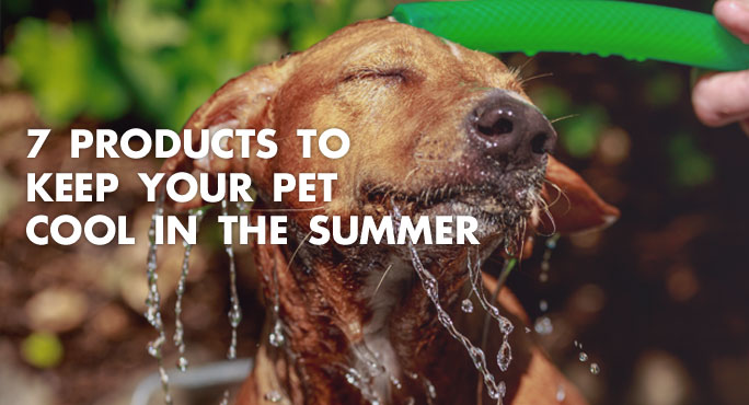 7 Products to Keep Your Pet Cool in the Summer