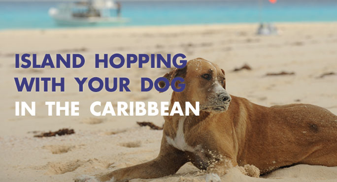 Island Hopping with Your Dog in the Caribbean