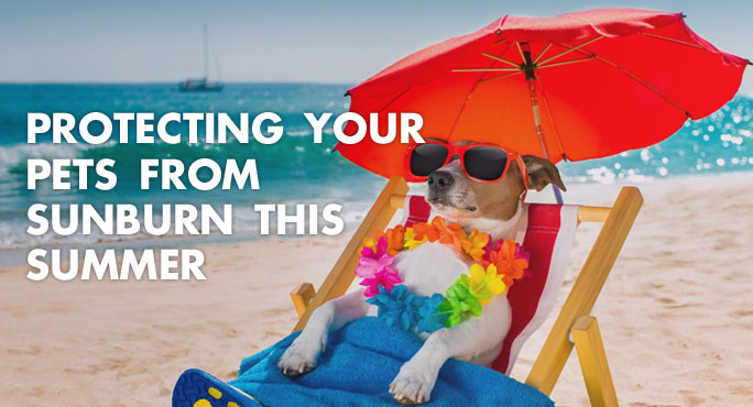 Protecting Your Pets from Sunburn this Summer
